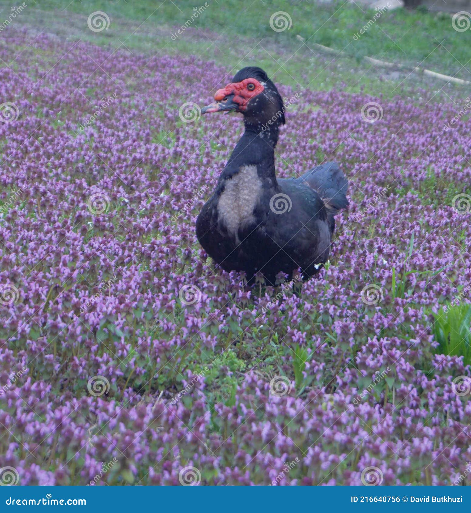 Natures birds duck spring stock photo. Image of flowers - 216640756