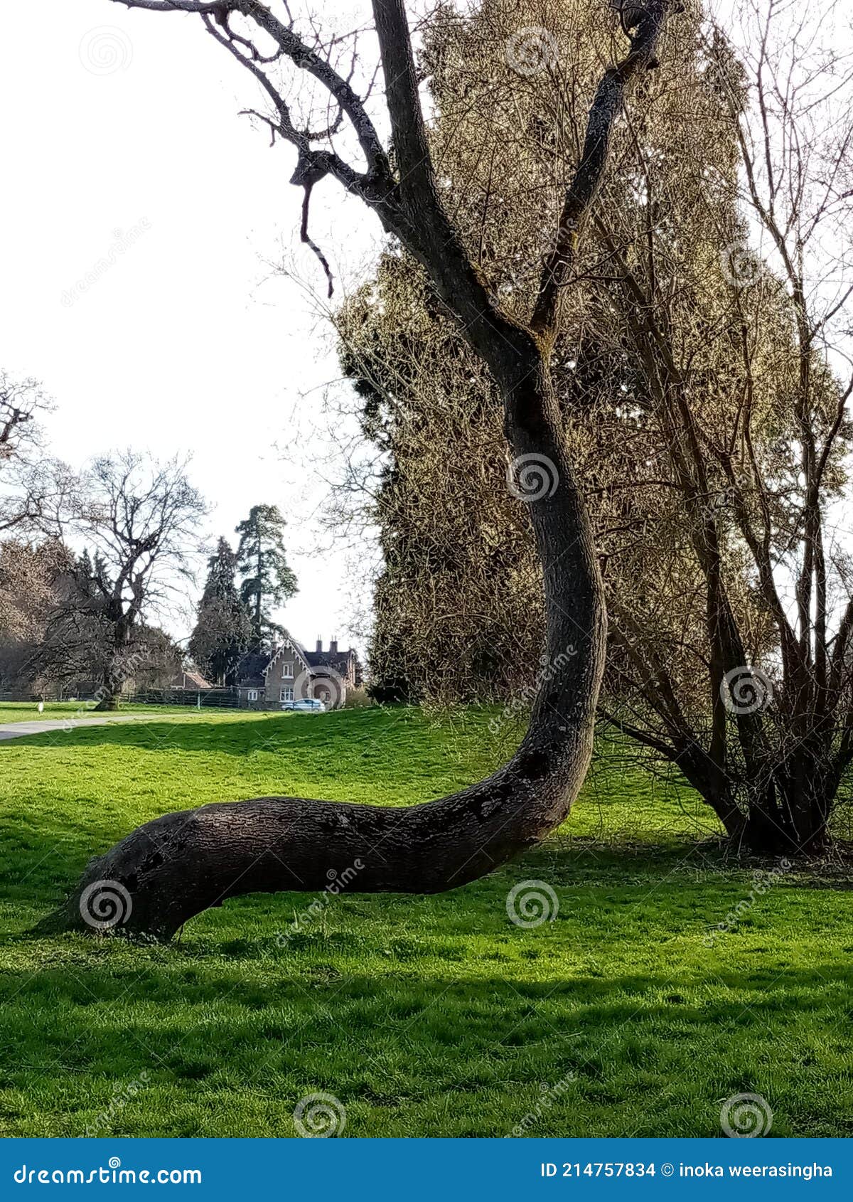 Natures creation stock photo. Image of beautiful, tree - 214757834