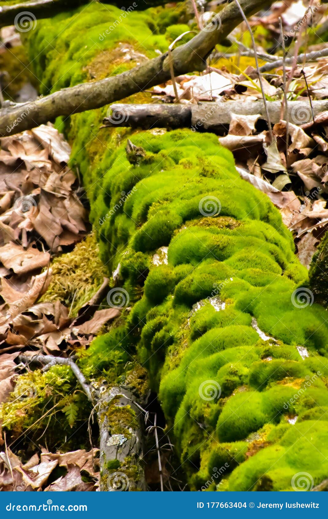 Natures Decompostion at Work Stock Photo - Image of leaves, beach ...