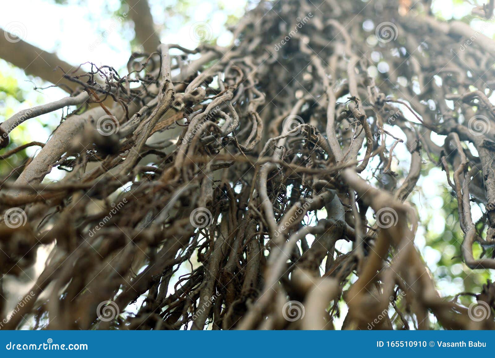 Texture of Tree Roots. the Natures Detail Stock Photo - Image of roots ...