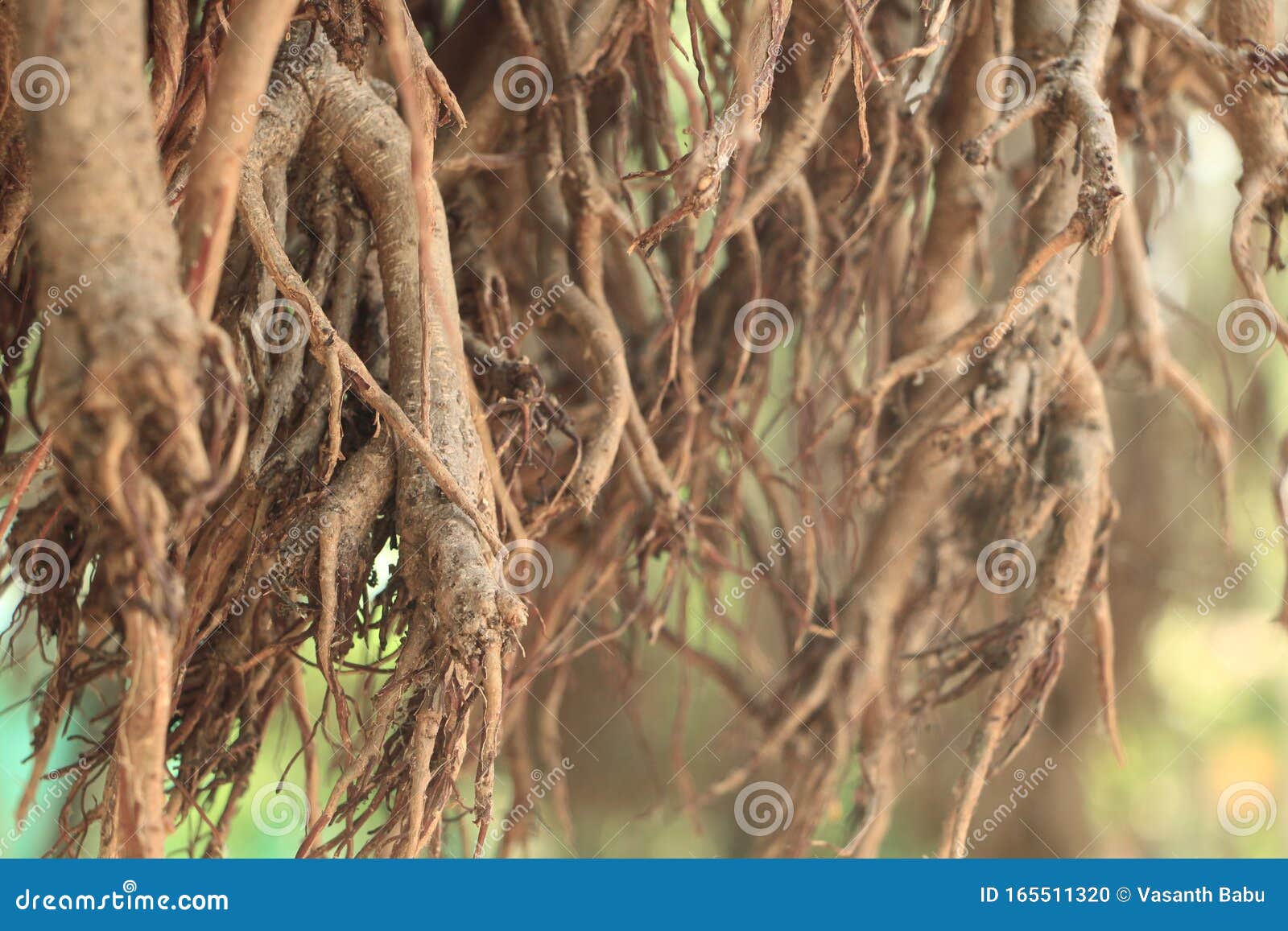 Texture of Tree Roots. the Natures Detail Stock Photo - Image of green ...