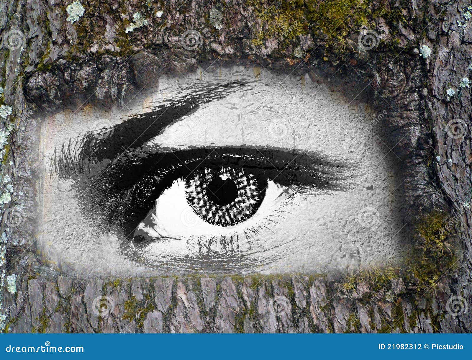 Natures eye stock photo. Image of environment, bark, texture - 21982312