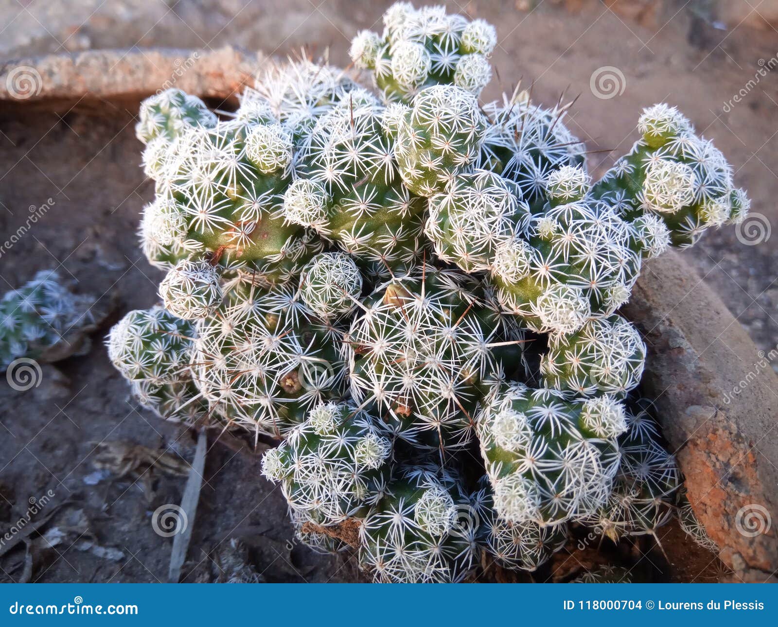 Natures geometry stock photo. Image of cactus, white - 118000704