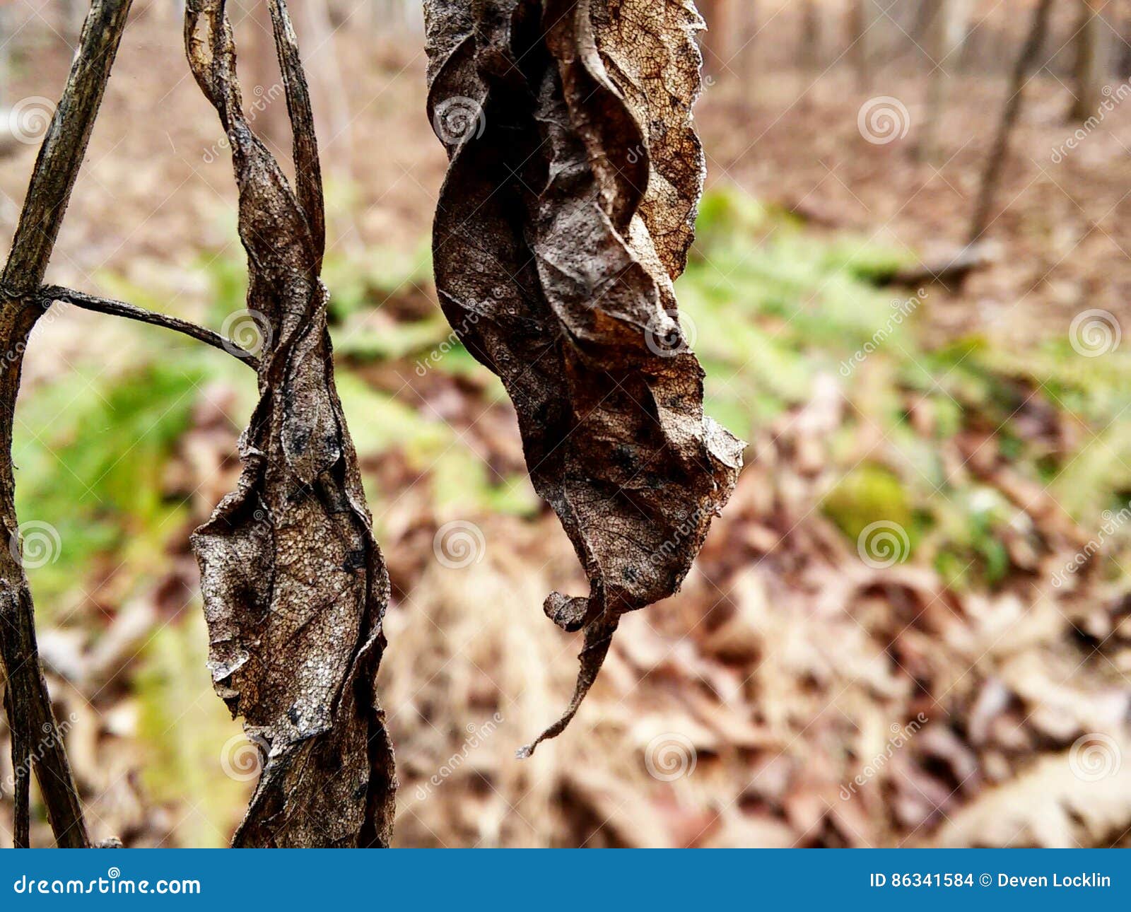 Natures Last stock photo. Image of dying, leaf, natures - 86341584