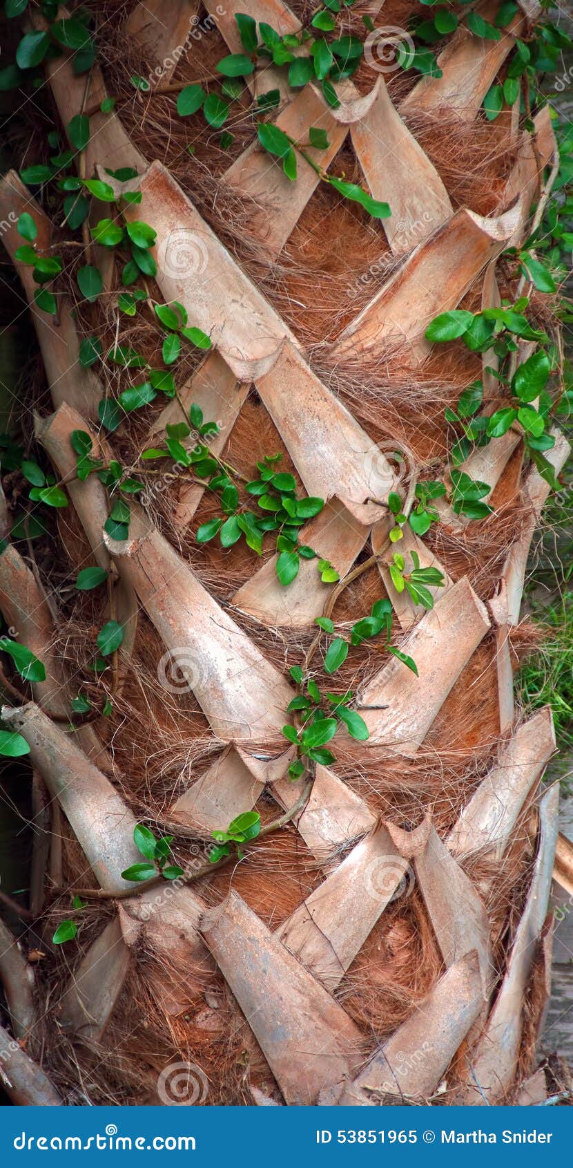 Natures Lattice in a Palm Trunk Stock Image - Image of network ...