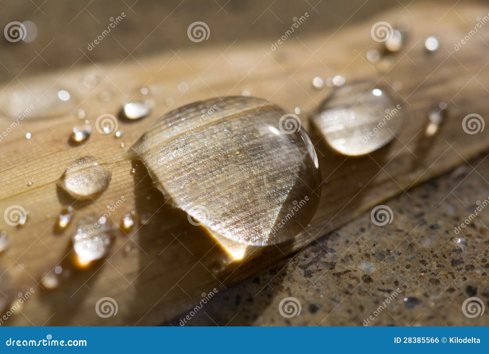 Natures magnifyer stock photo. Image of lens, dewdrop - 28385566