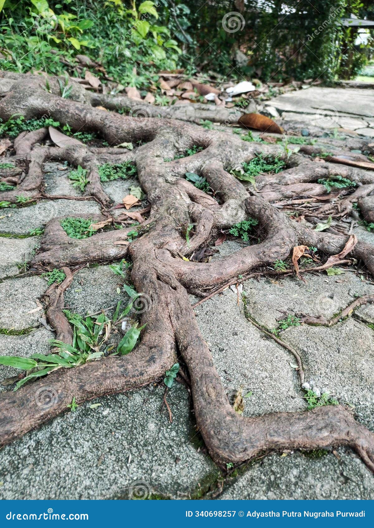 Natures Path: Tree Roots Breaking through Urban Pavement Stock Image ...