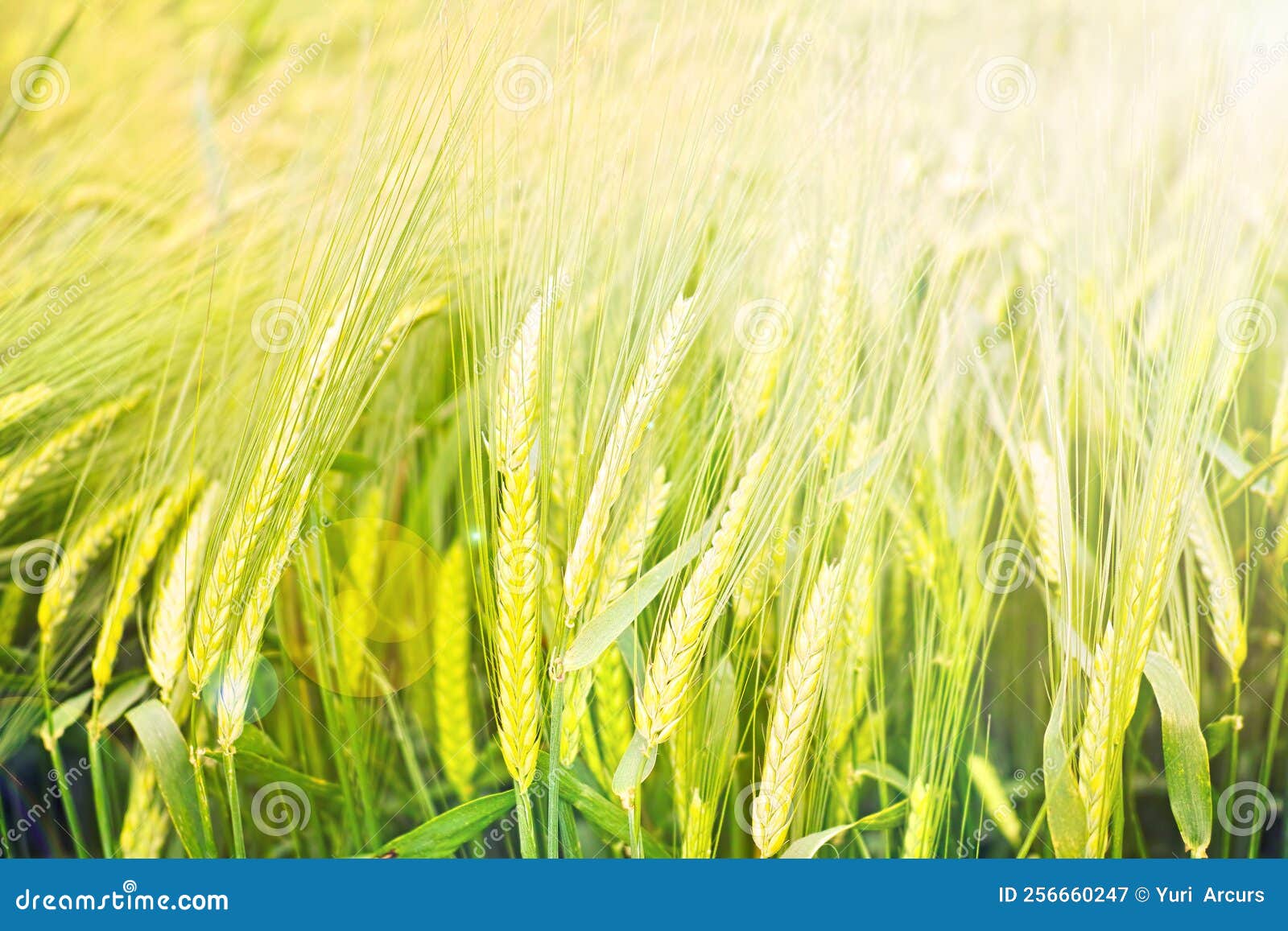 Natures Ripe Harvest - Wheat. Ripe Wheat - Ready for Harvesting. Stock ...