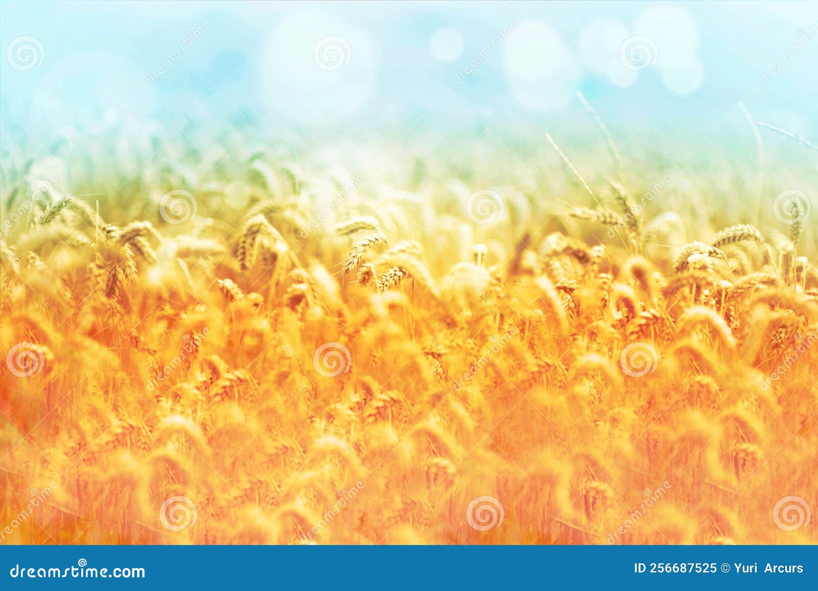 Natures Ripe Harvest - Wheat. Ripe Wheat - Ready for Harvesting. Stock ...