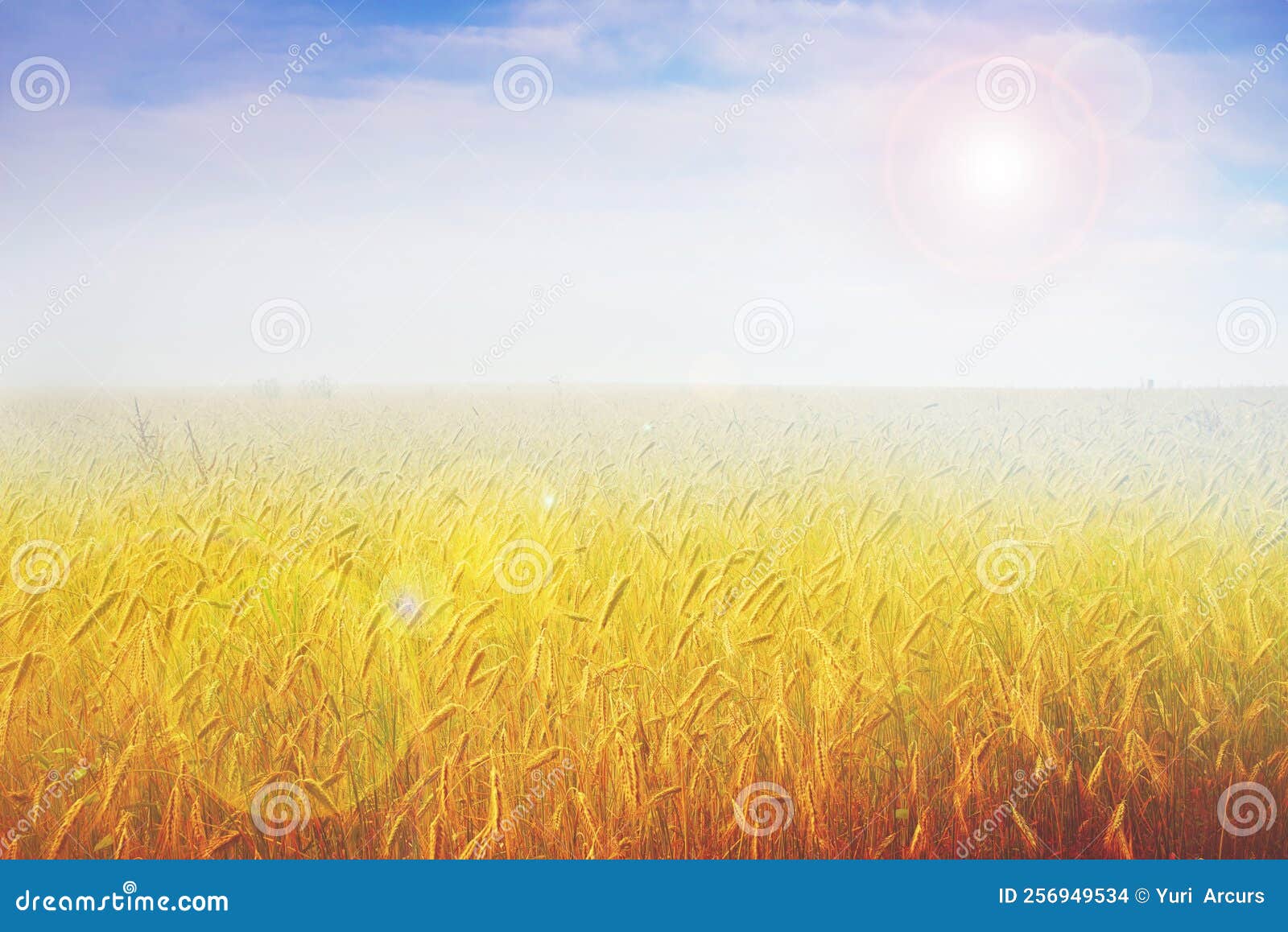 Natures Ripe Harvest - Wheat. Ripe Wheat - Ready for Harvesting. Stock ...