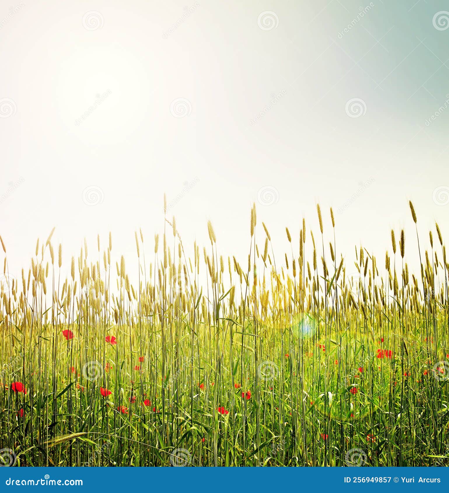 Natures Ripe Harvest - Wheat. Ripe Wheat - Ready for Harvesting. Stock ...