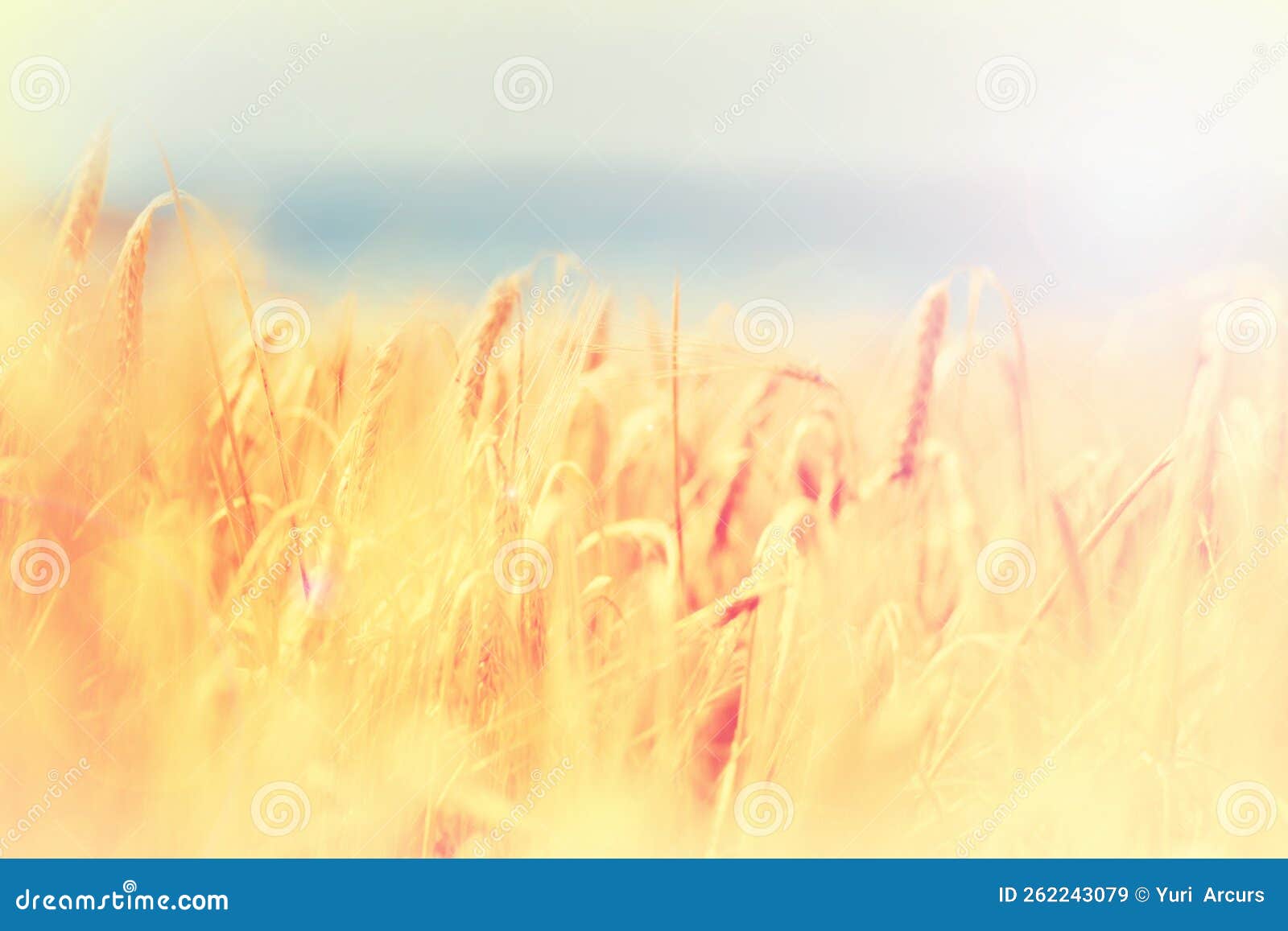 Natures Ripe Harvest - Wheat. Ripe Wheat - Ready for Harvesting. Stock ...