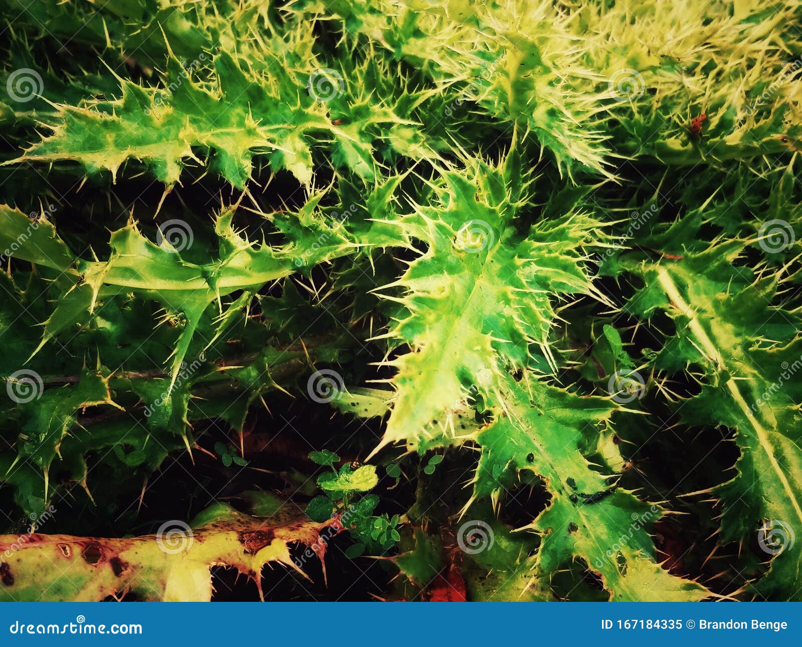 Natures Sting stock image. Image of bullneddle, sting - 167184335