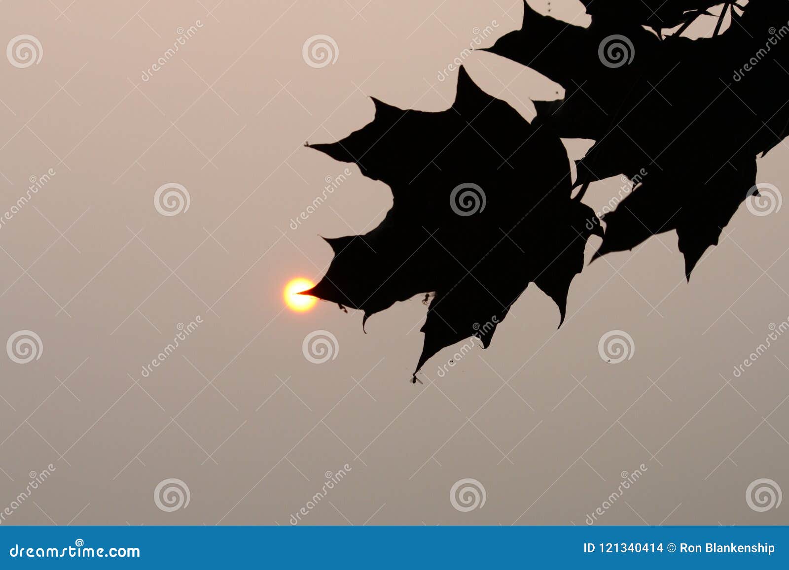 Natures touchscreen stock photo. Image of leaf, natures - 121340414