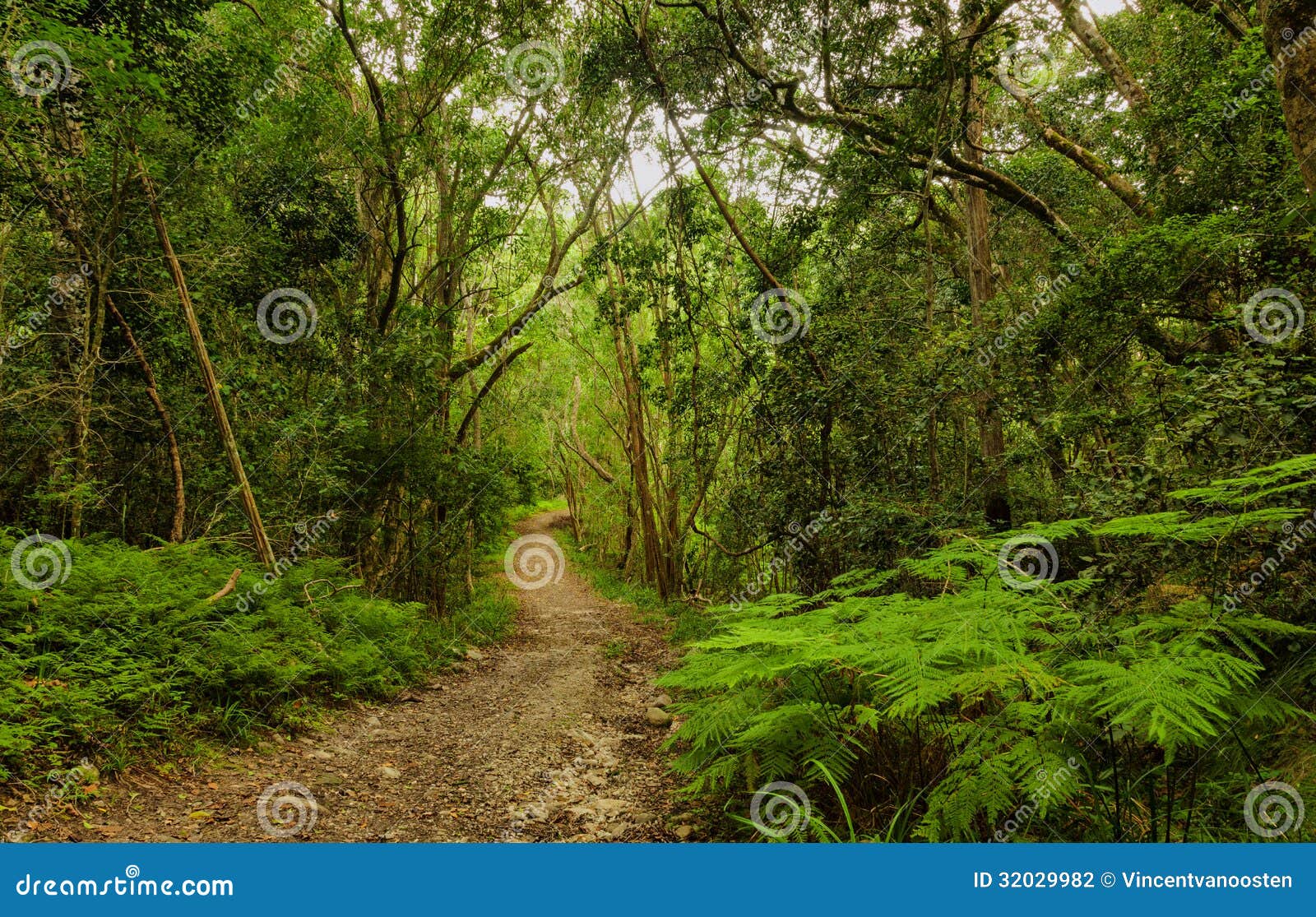 Natures Valley Forest stock photo. Image of vincent, water - 32029982