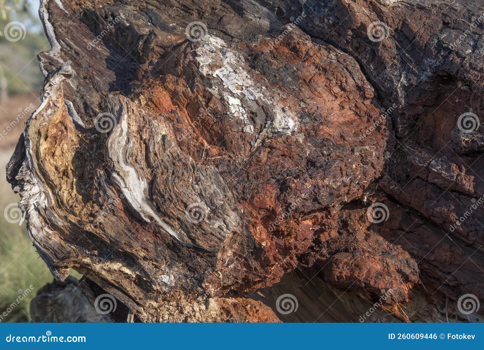 Natures Work of Art from Fallen Rotten Willow Tree Stock Photo - Image ...