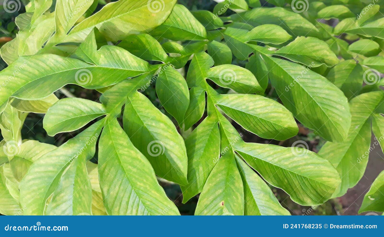Naturespecial Leaf Stock Photos - Free & Royalty-Free Stock Photos from ...