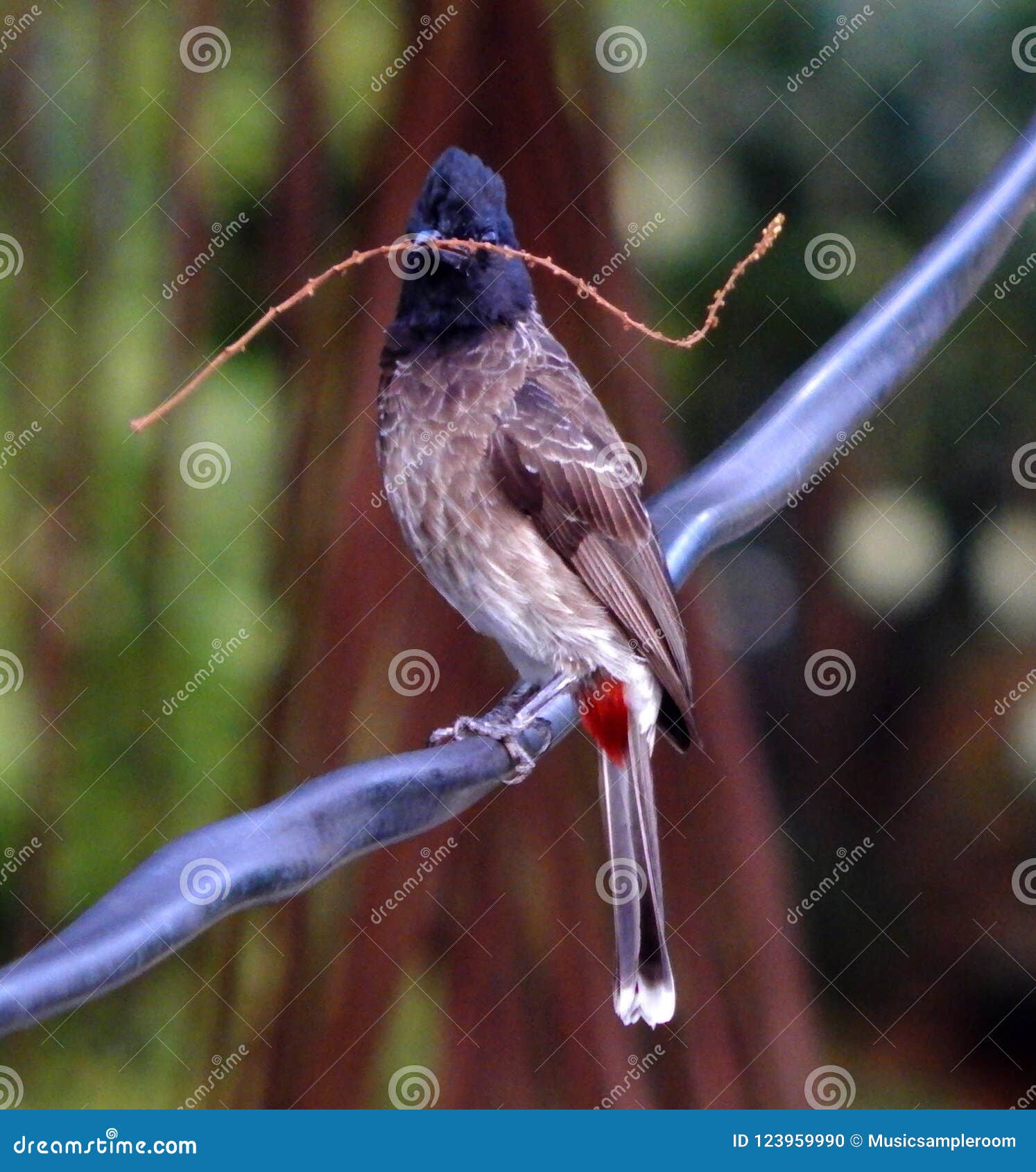 Natureza Cingalesa Bulbul Vermelho-exalado Foto de Stock - Imagem de ...