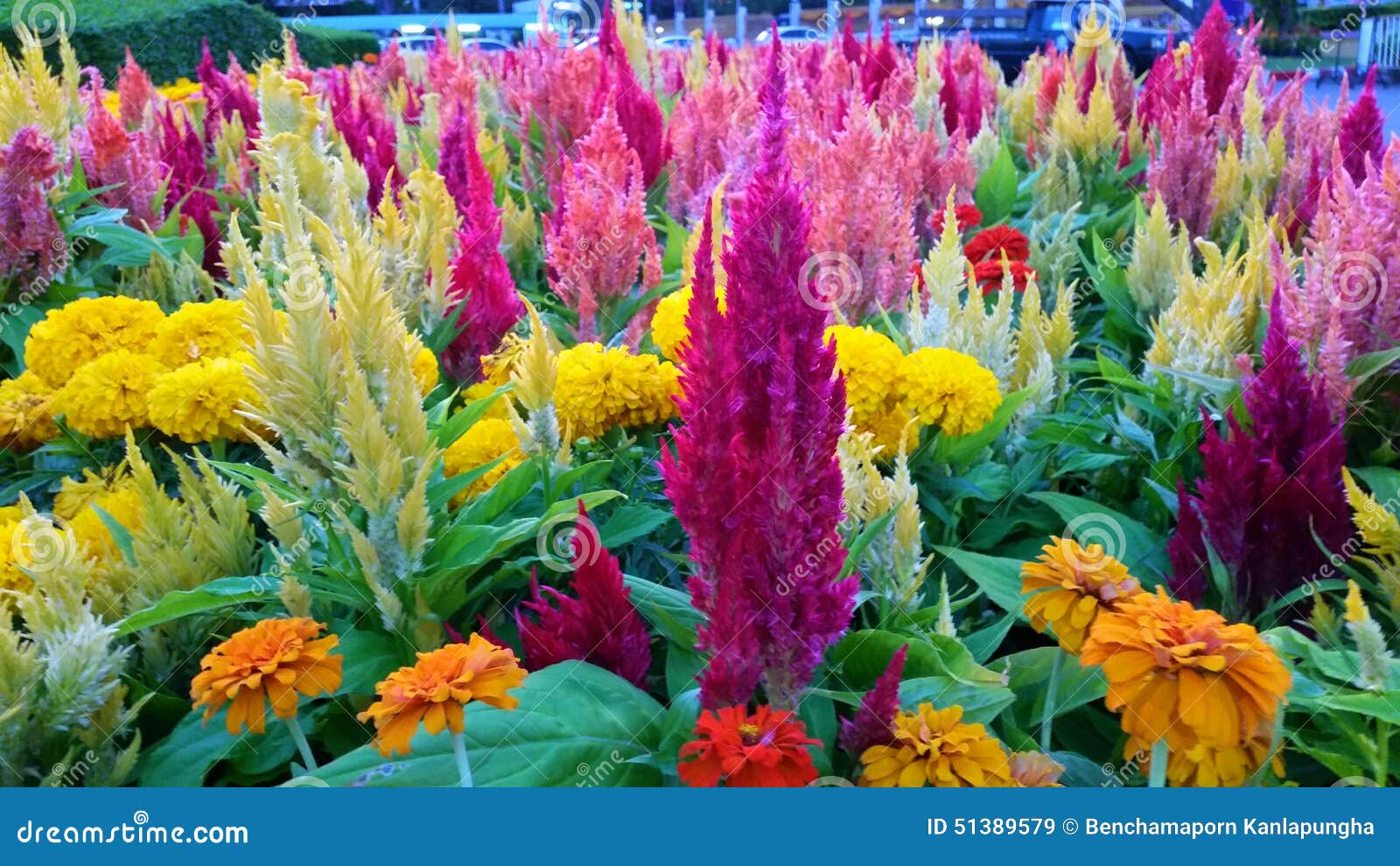 Natureza colorida imagem de stock. Imagem de fresco, flores - 51389579