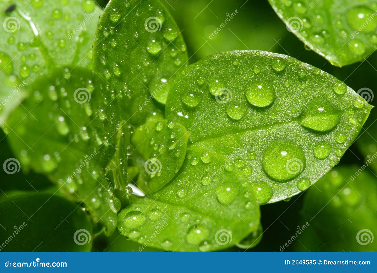 Natureza Verde 3 Foto de Stock Royalty Free - Imagem: 2649585