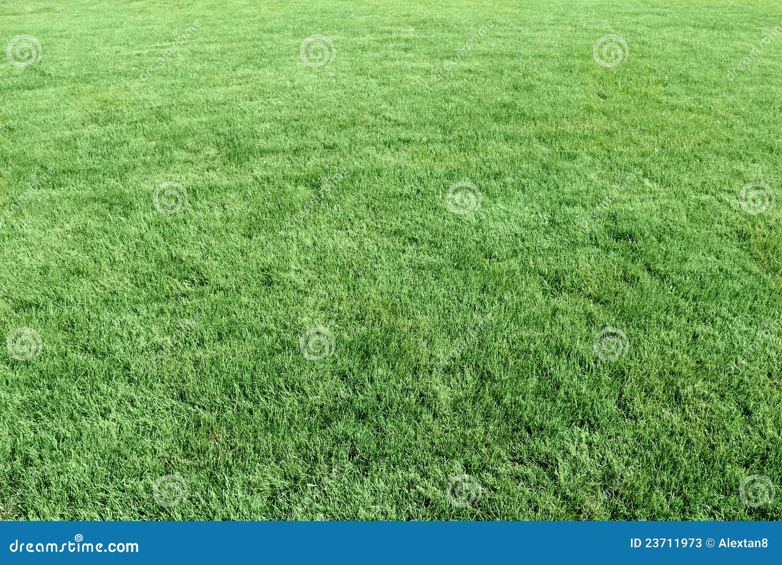 Natuurlijk kort gras stock afbeelding. Image of blad - 23711973