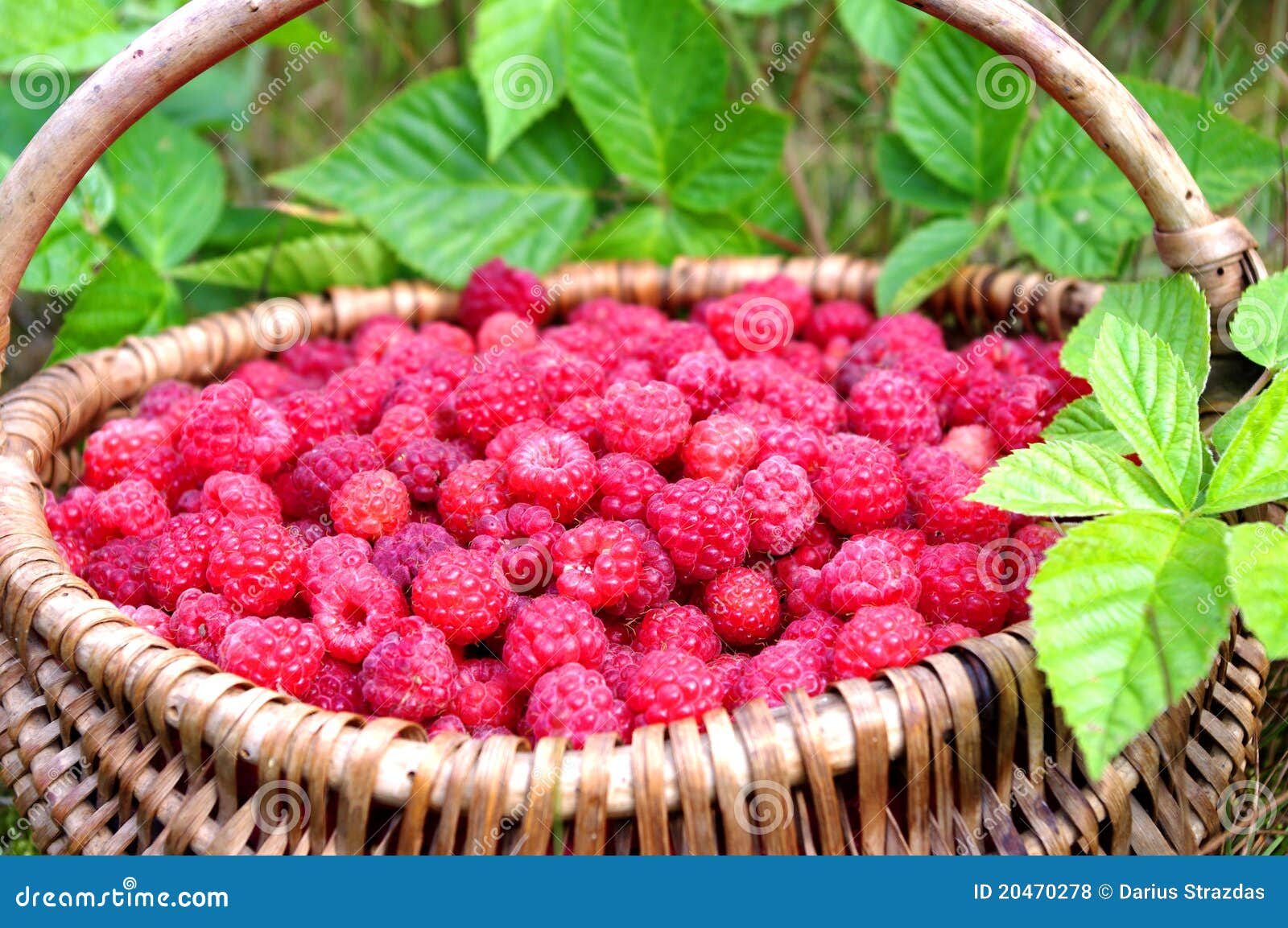 Natuurlijke frambozen stock foto. Image of vrucht, oogst - 20470278