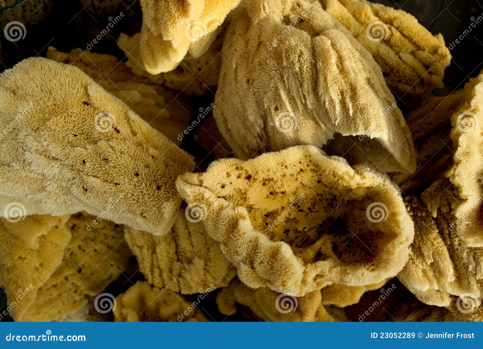 Natuurlijke Spons stock afbeelding. Image of spons, veren - 23052289