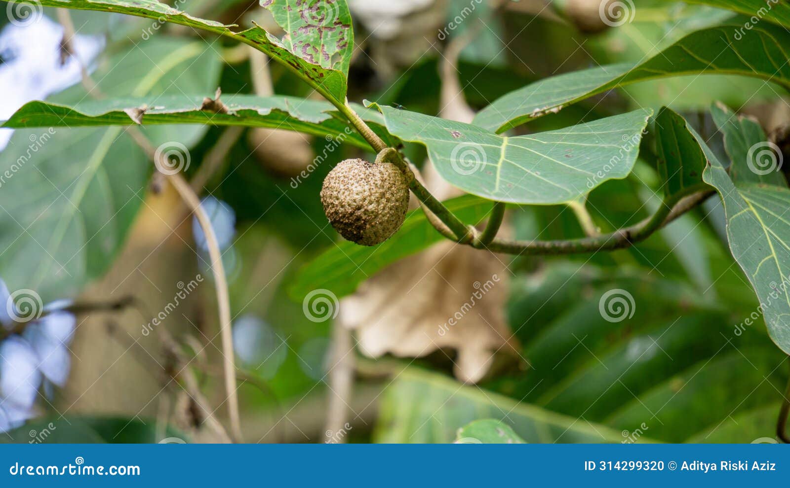 Nauclea Latifolia Also Known by Its Common Name African Peach Stock ...
