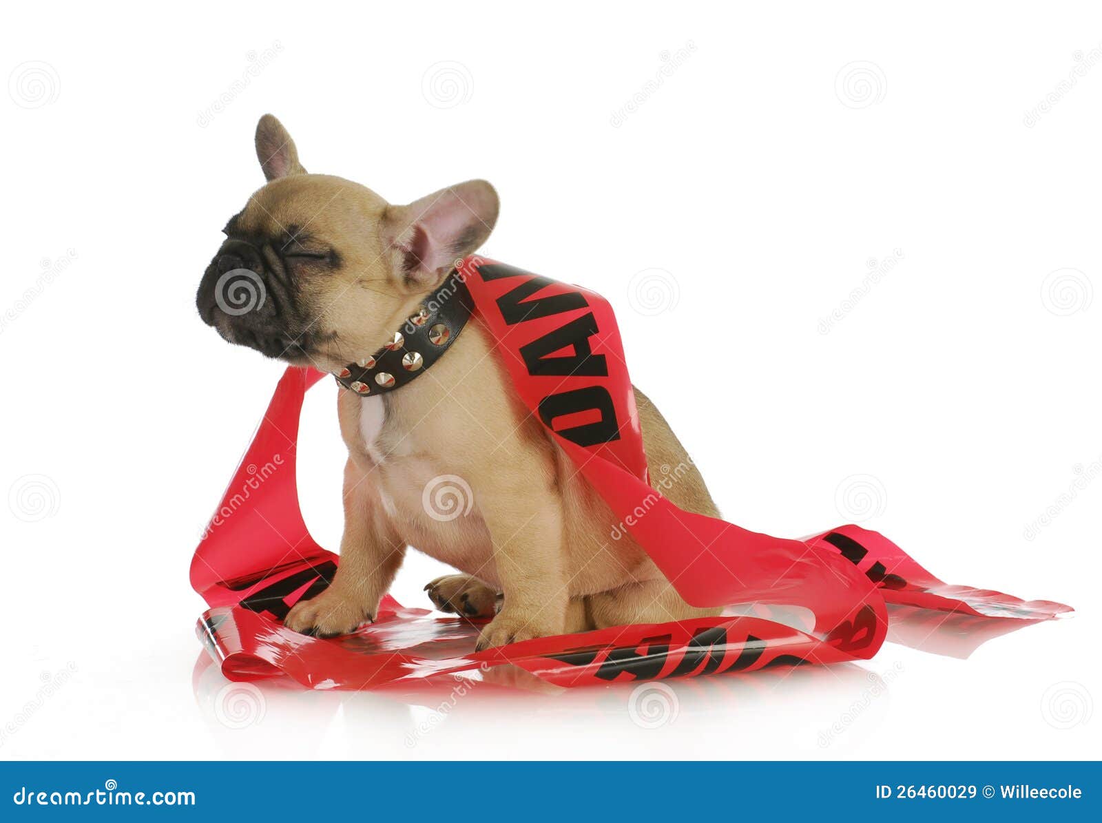 Naughty dog stock image. Image of gesture, reflection - 26460029