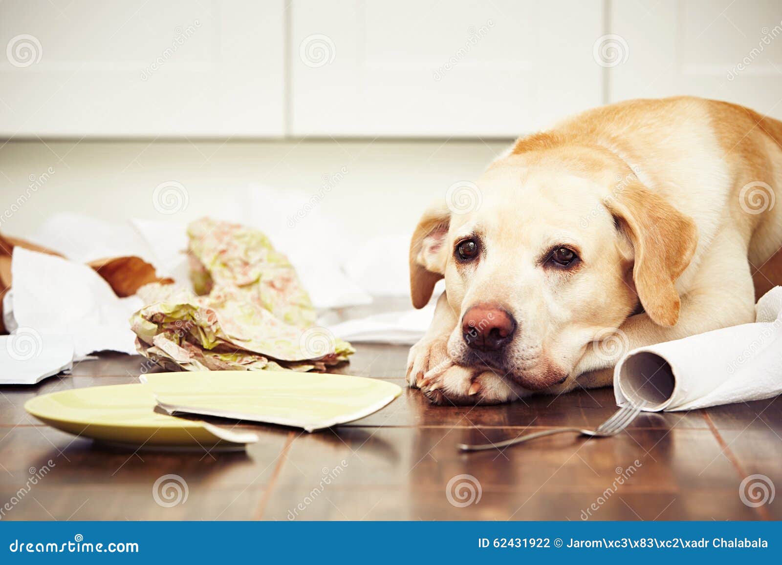 Naughty dog stock photo. Image of indoor, mischievous - 62431922