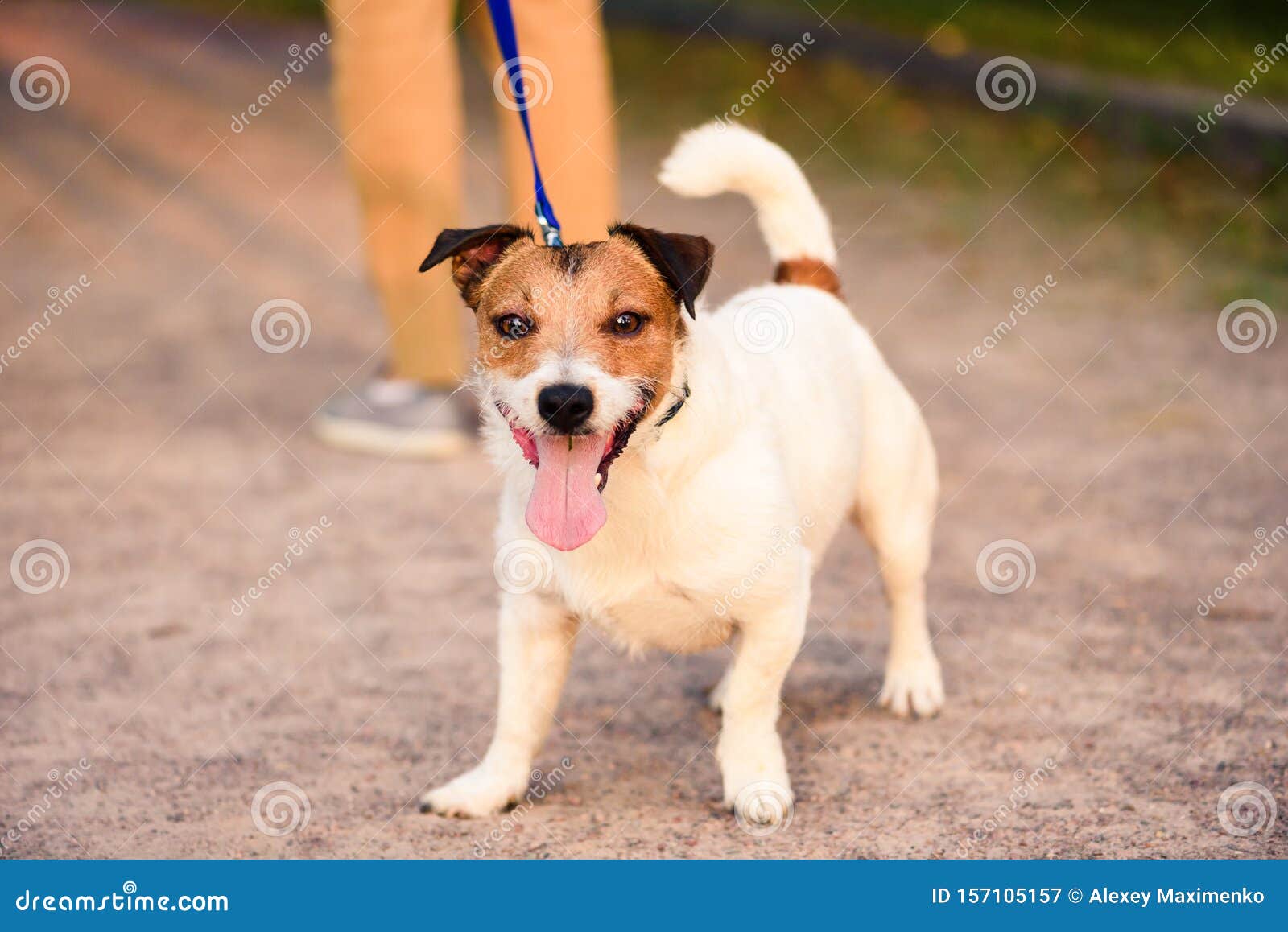 Naughty Dog Pulling Leash in Opposite Direction To Handler Going ...