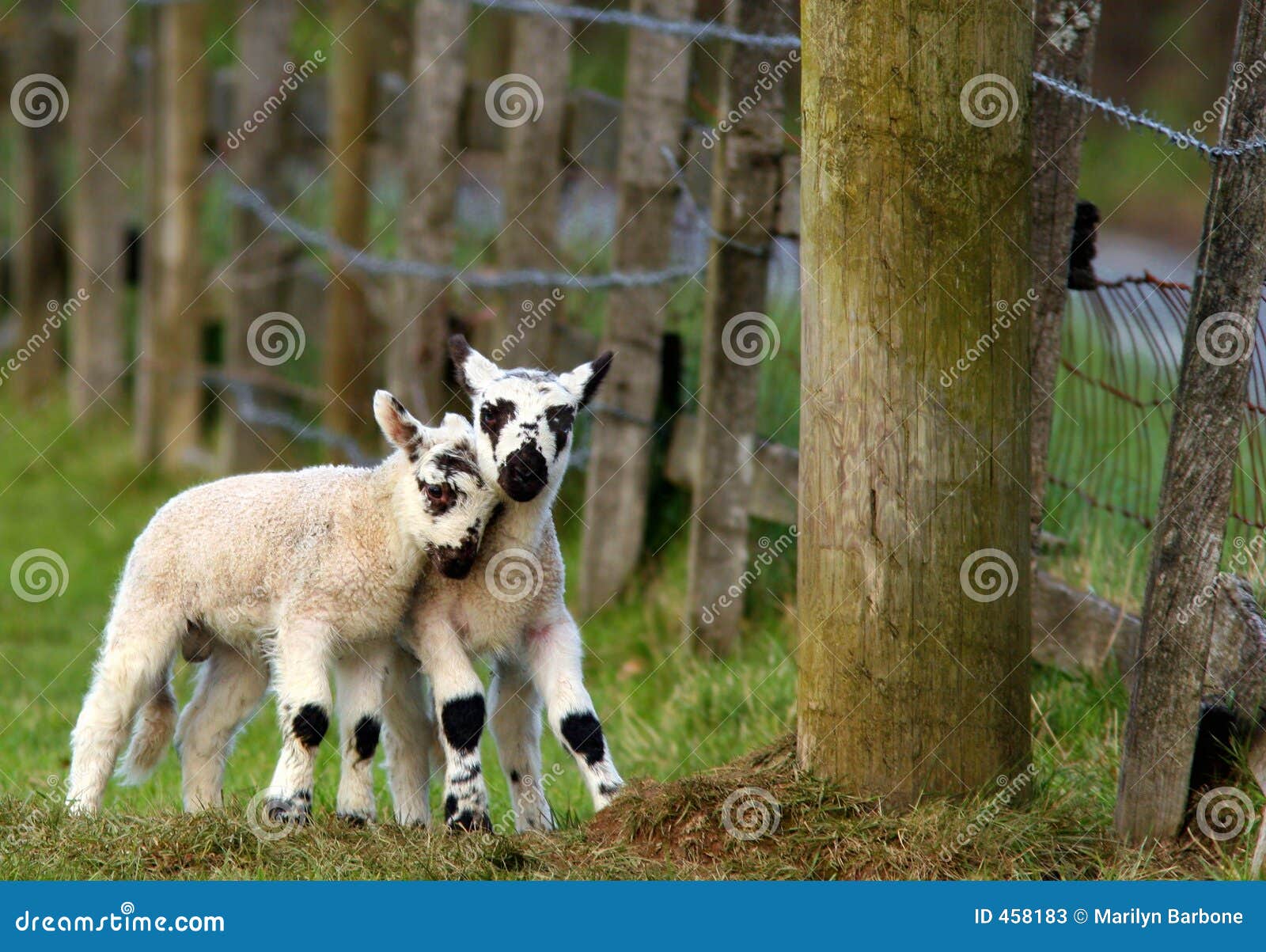 Naughty Lambs stock image. Image of born, cuties, countryside - 458183