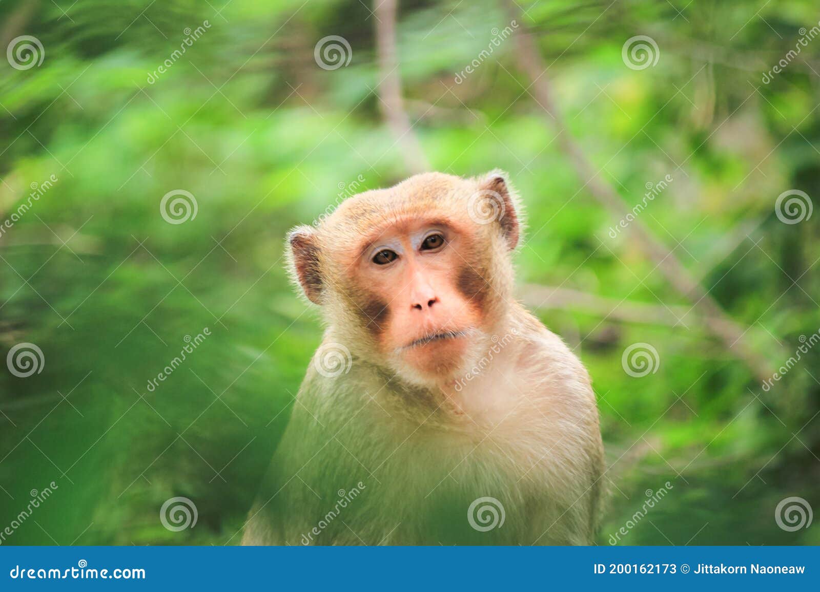A Naughty Little Monkey on a Branch Stock Image - Image of tree, macaca ...