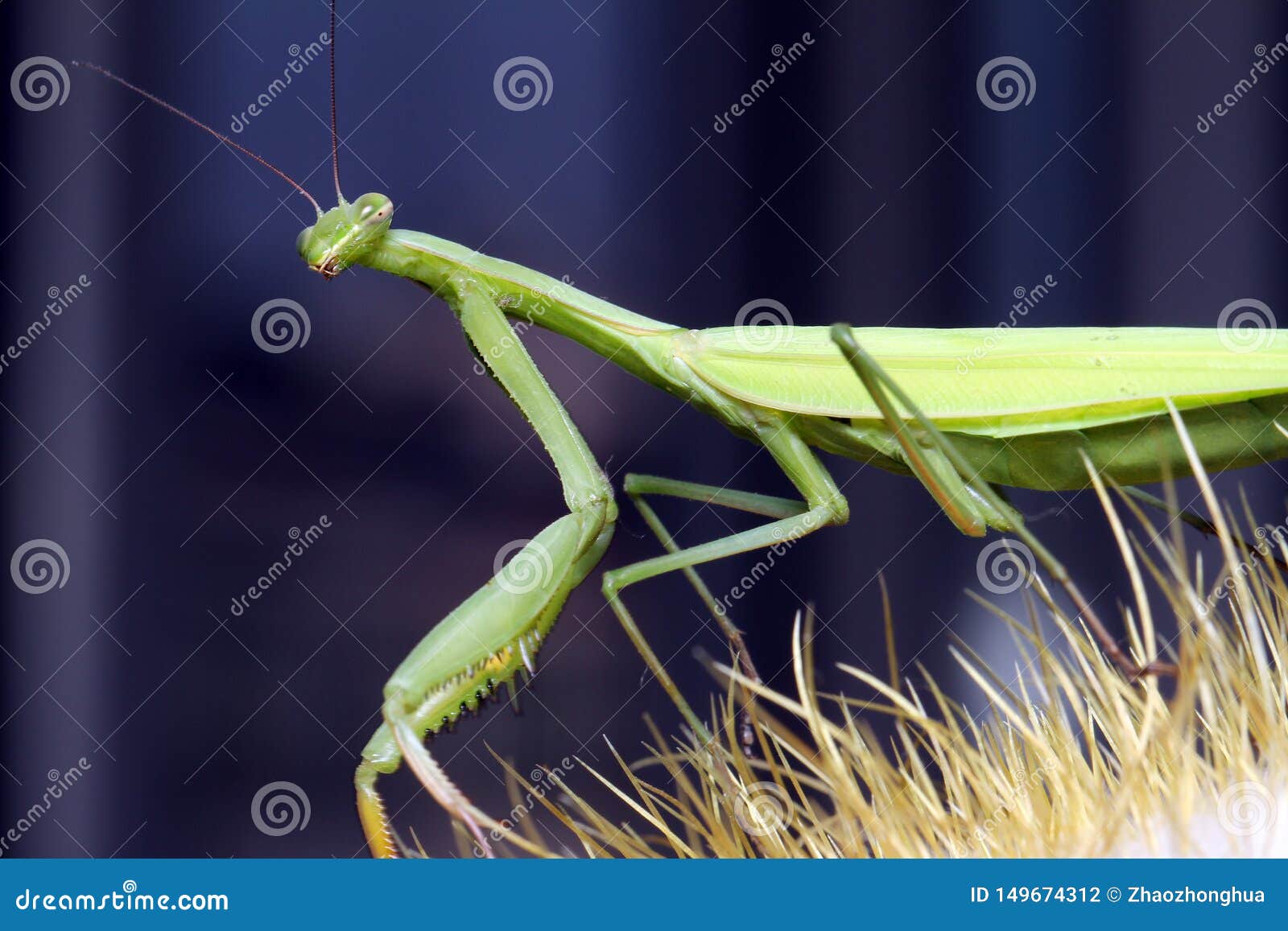 Mantis and spiny plants stock photo. Image of gesture - 149674312