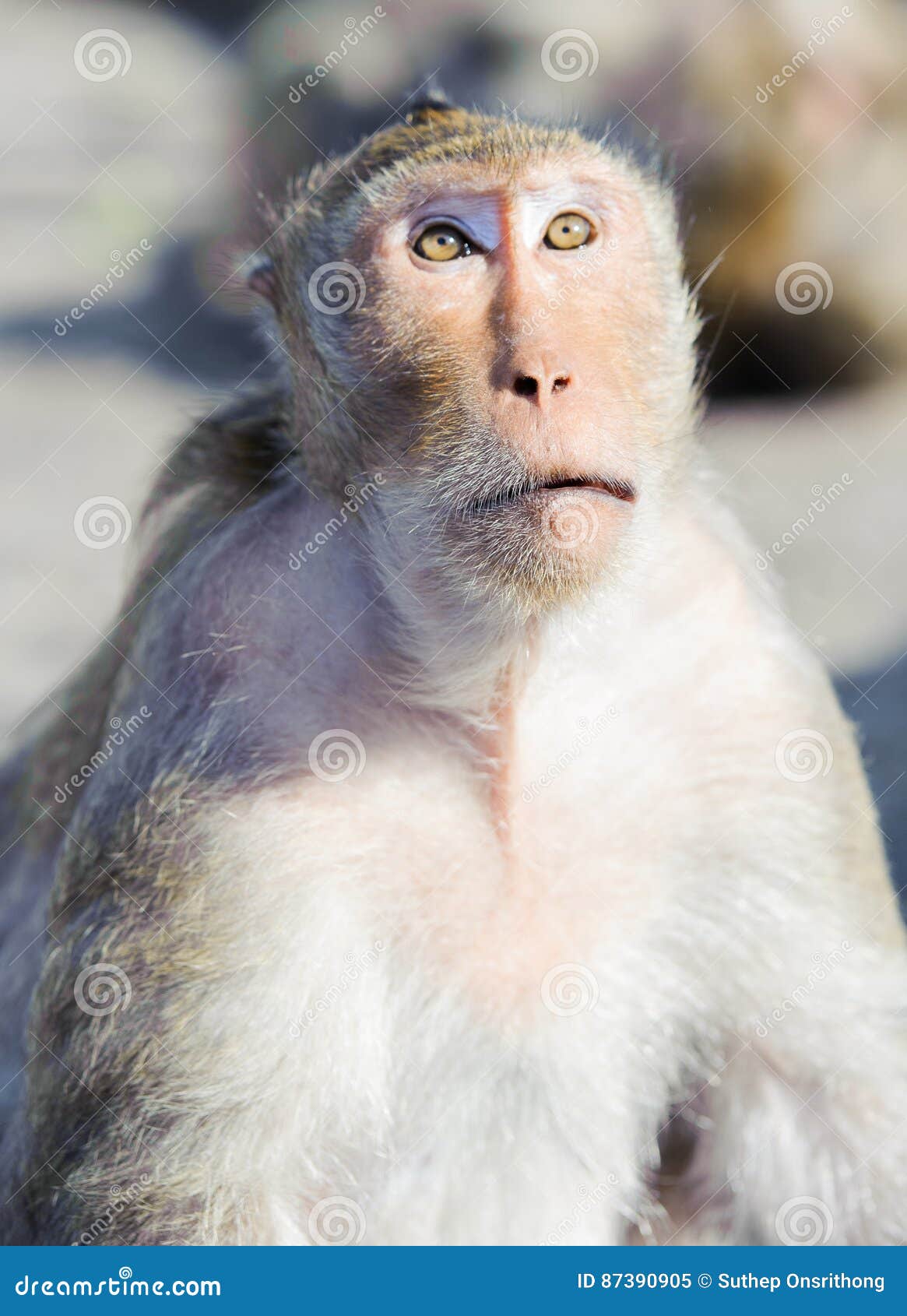 Naughty Monkey 9 stock image. Image of play, cute, nature - 87390905