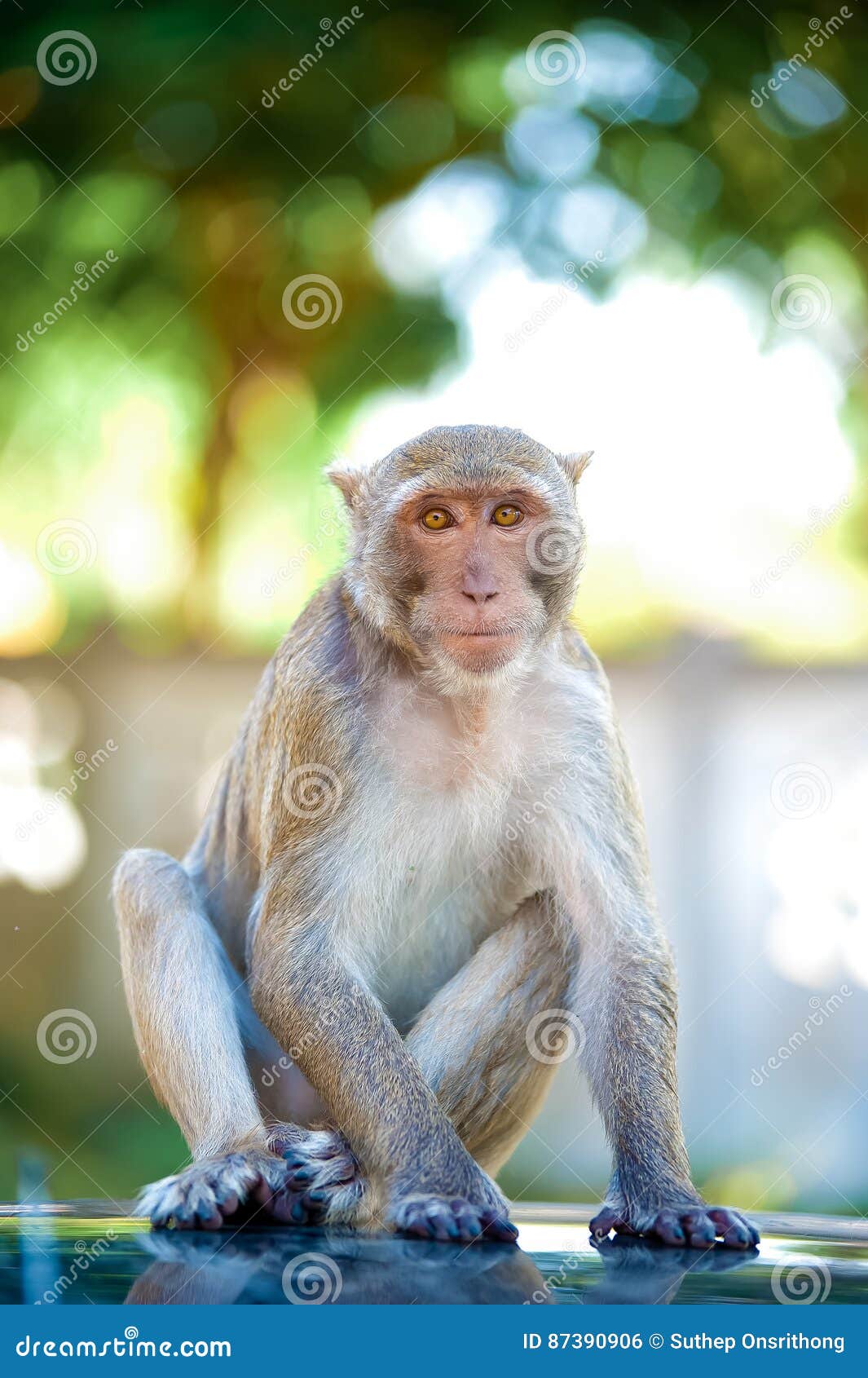 Naughty Monkey 8 stock photo. Image of nature, cute, play - 87390906