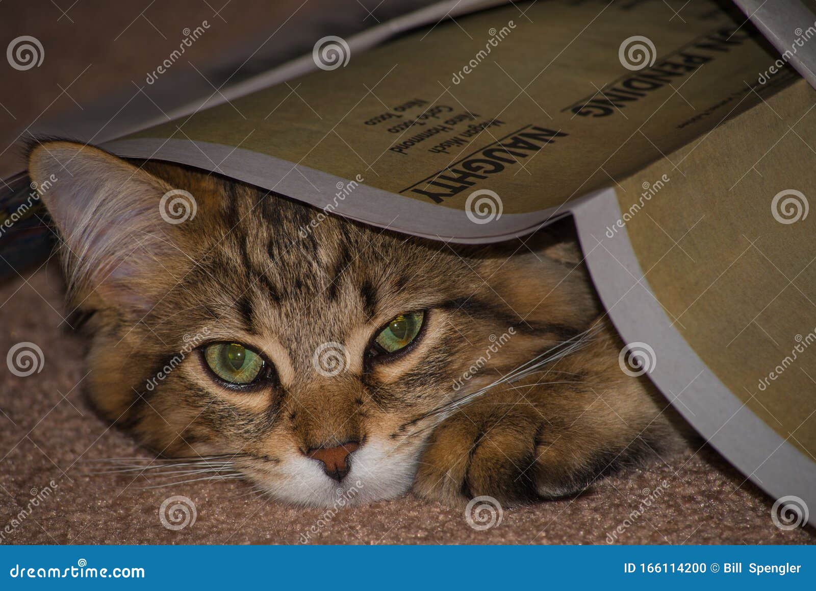Naughty Cat stock photo. Image of wookiee, naughty, headline - 166114200