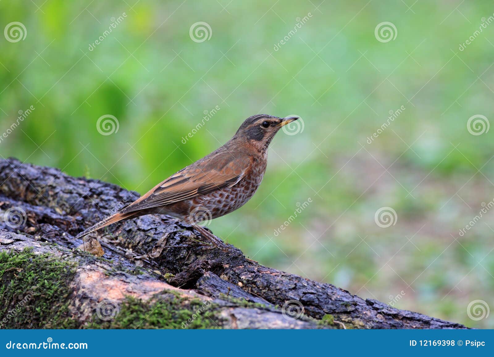 Naumann S Thrush, Turdus Naumanni Stock Photo - Image of unique ...