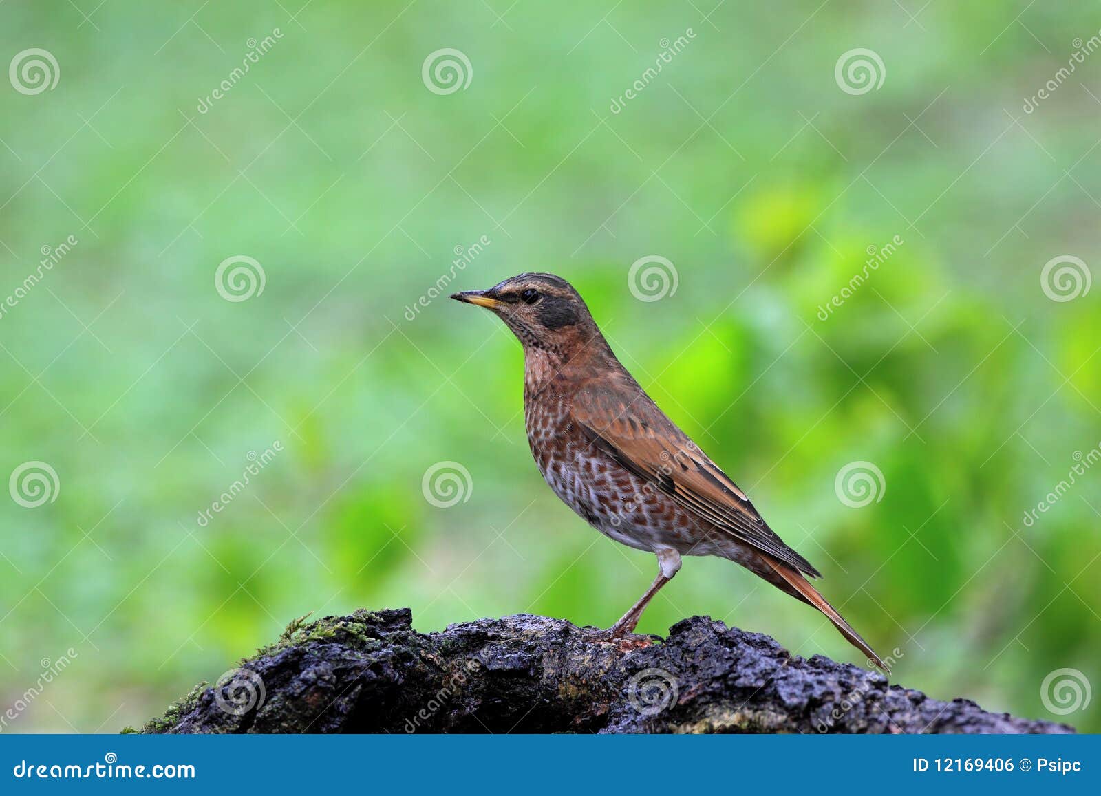 Naumann S Thrush, Turdus Naumanni Stock Photo - Image of streams, northern: 12169406