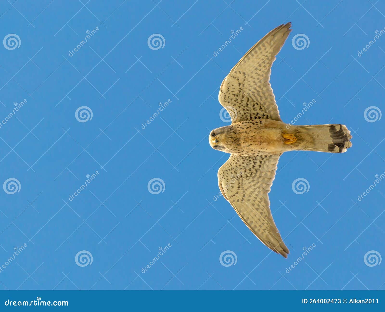 Naumanni Hawk Flying Under a Blue Sky Stock Image - Image of beast ...