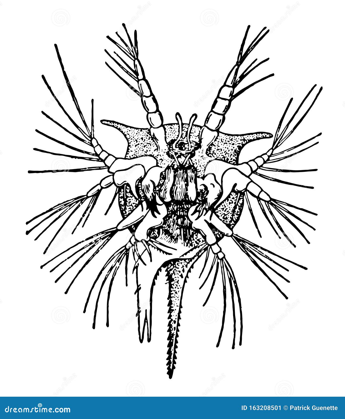 Barnacle, Vintage Engraving Cartoon Vector | CartoonDealer.com #163070767