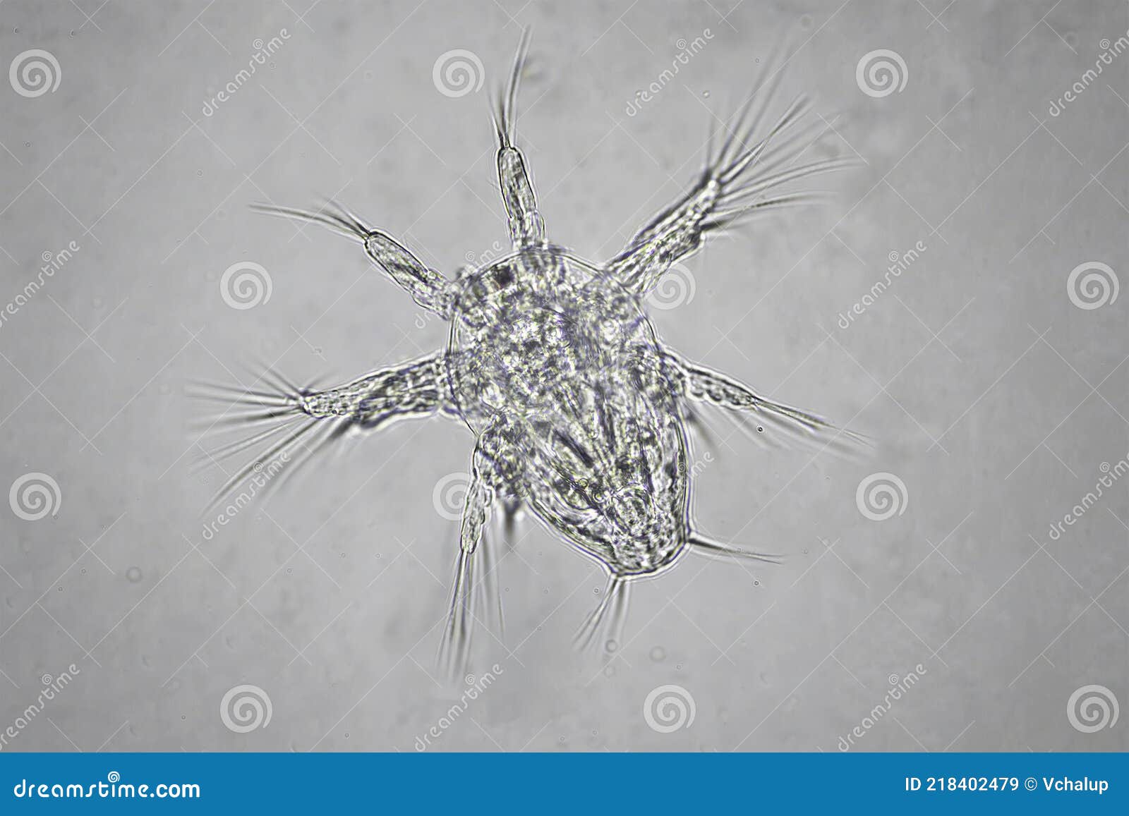 Eye Under Microscope Royalty-Free Stock Image | CartoonDealer.com #6781510