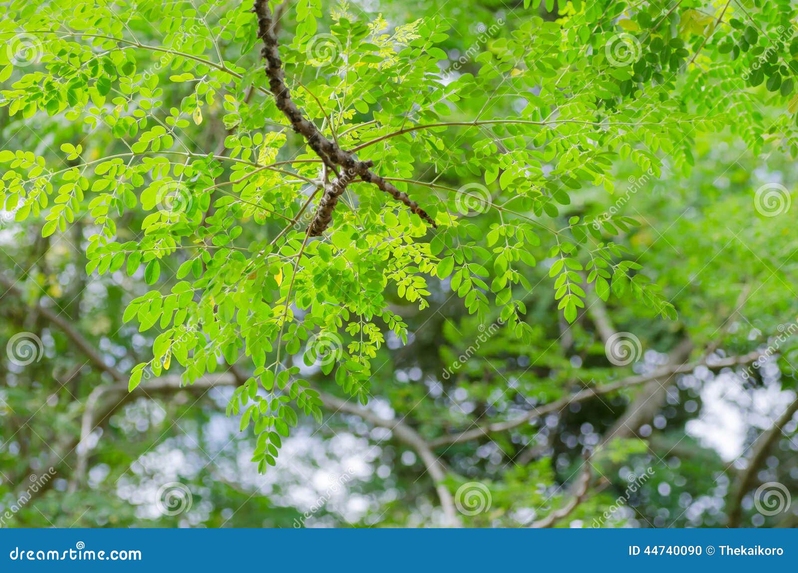 Naure Leaf on Brach of the Tree Stock Photo - Image of season, nature ...