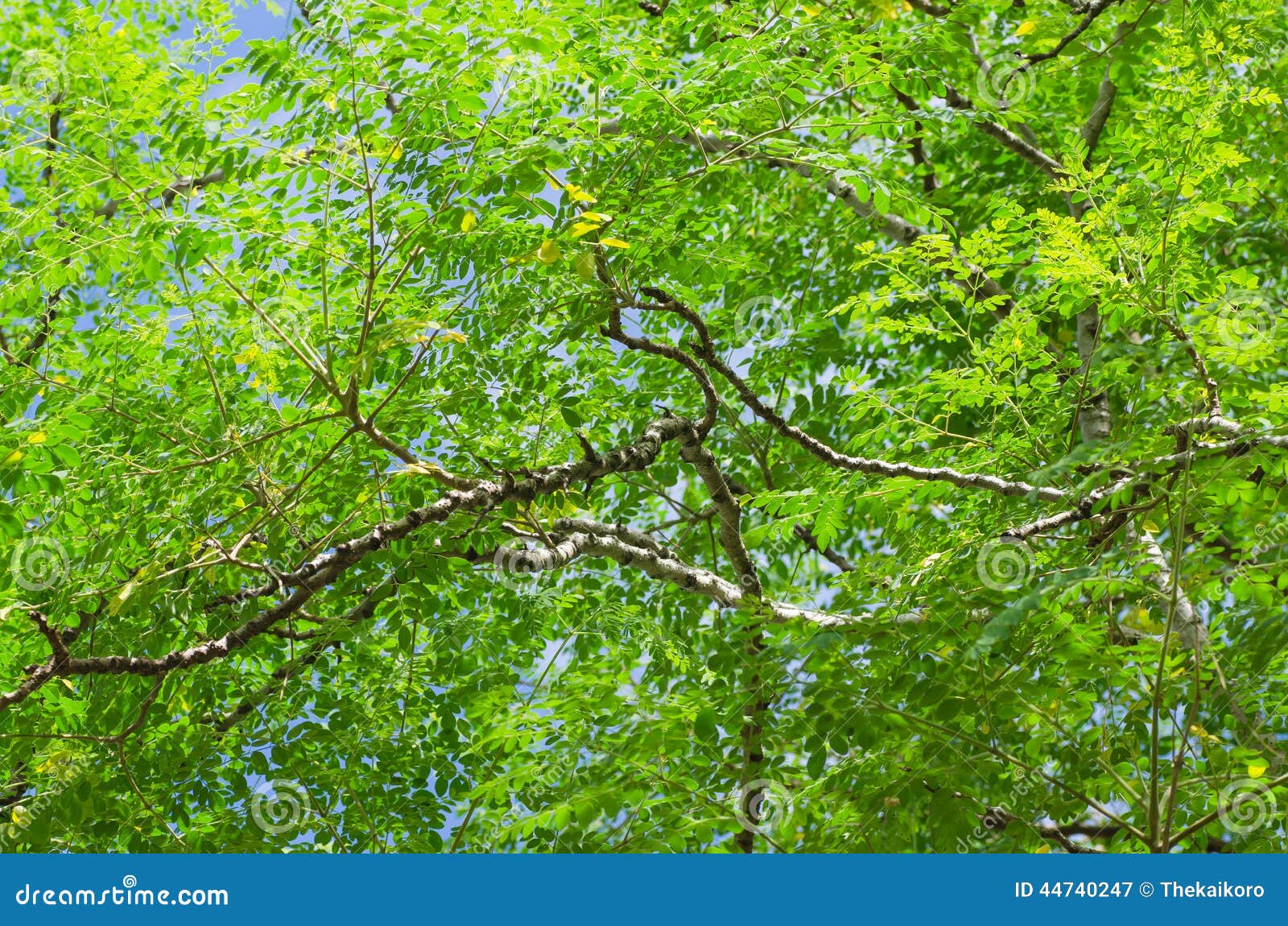 Naure Leaf on Brach of the Tree, Closeup Stock Image - Image of forest ...