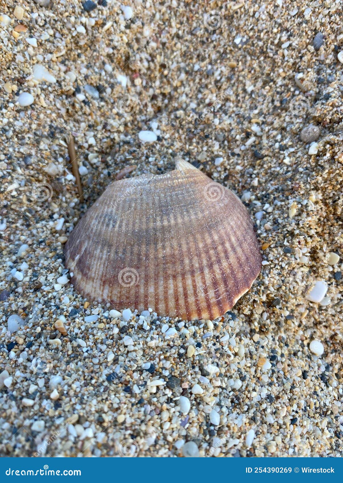 Nautical Seashells on the Sand with Pebbles Stock Image - Image of ...