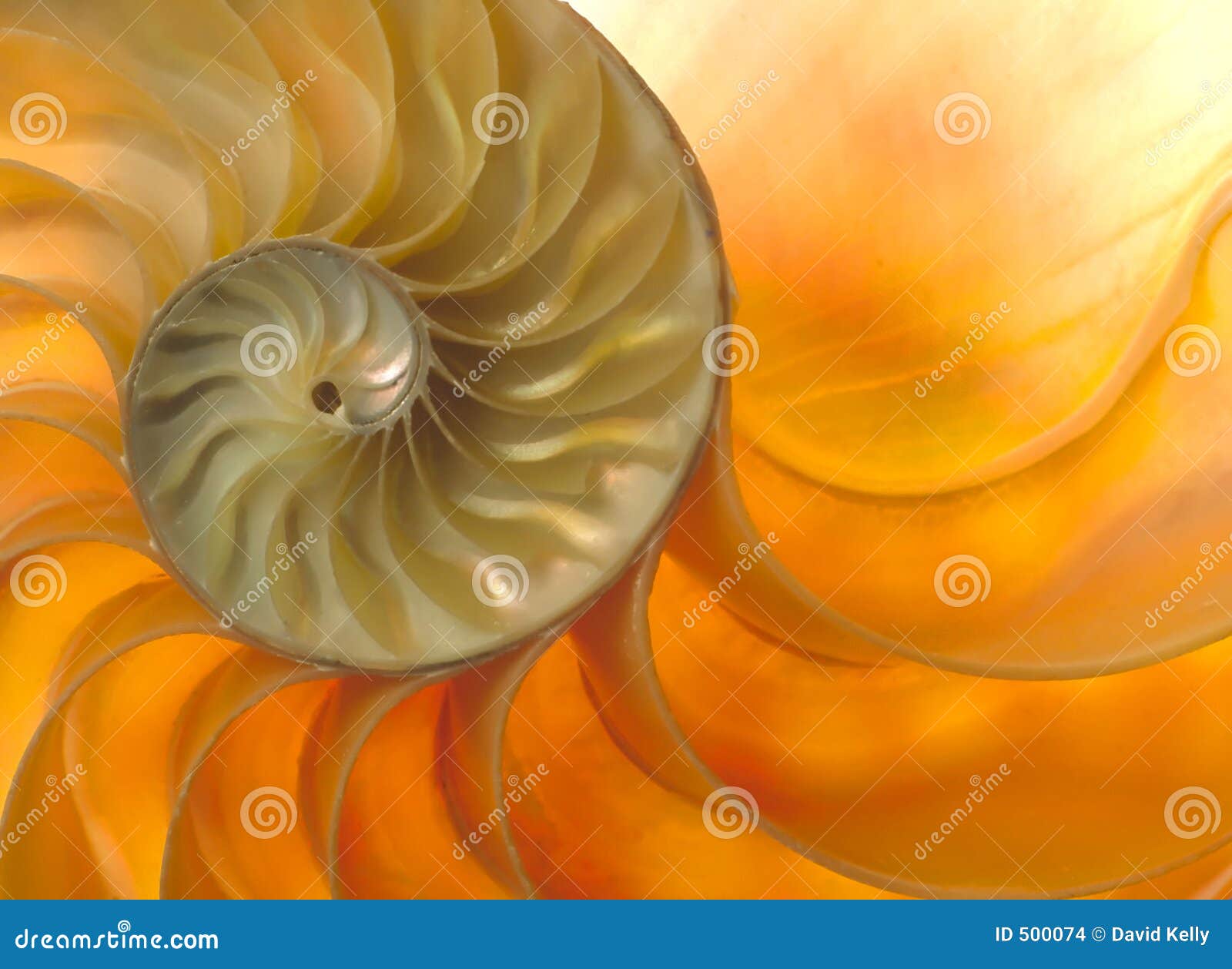 Nautilaus shell stock photo. Image of ocean, saltwater - 500074