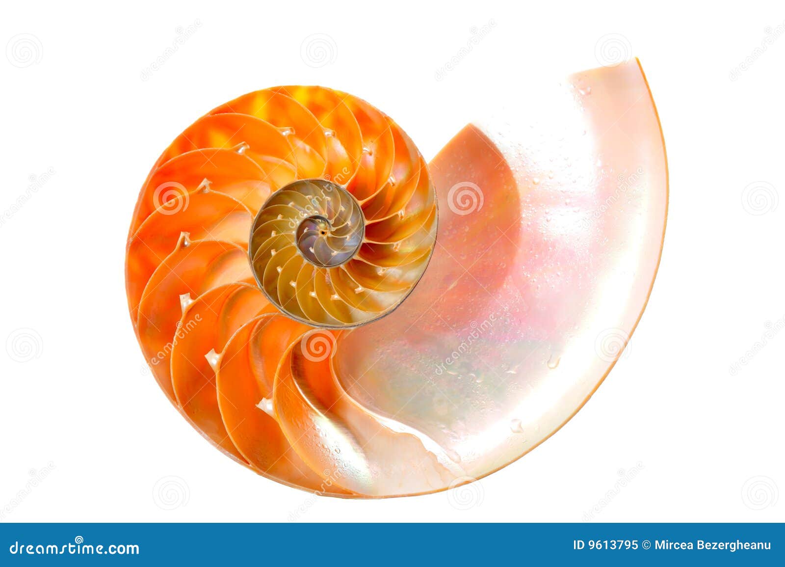Nautilue shell section stock image. Image of seashell - 9613795