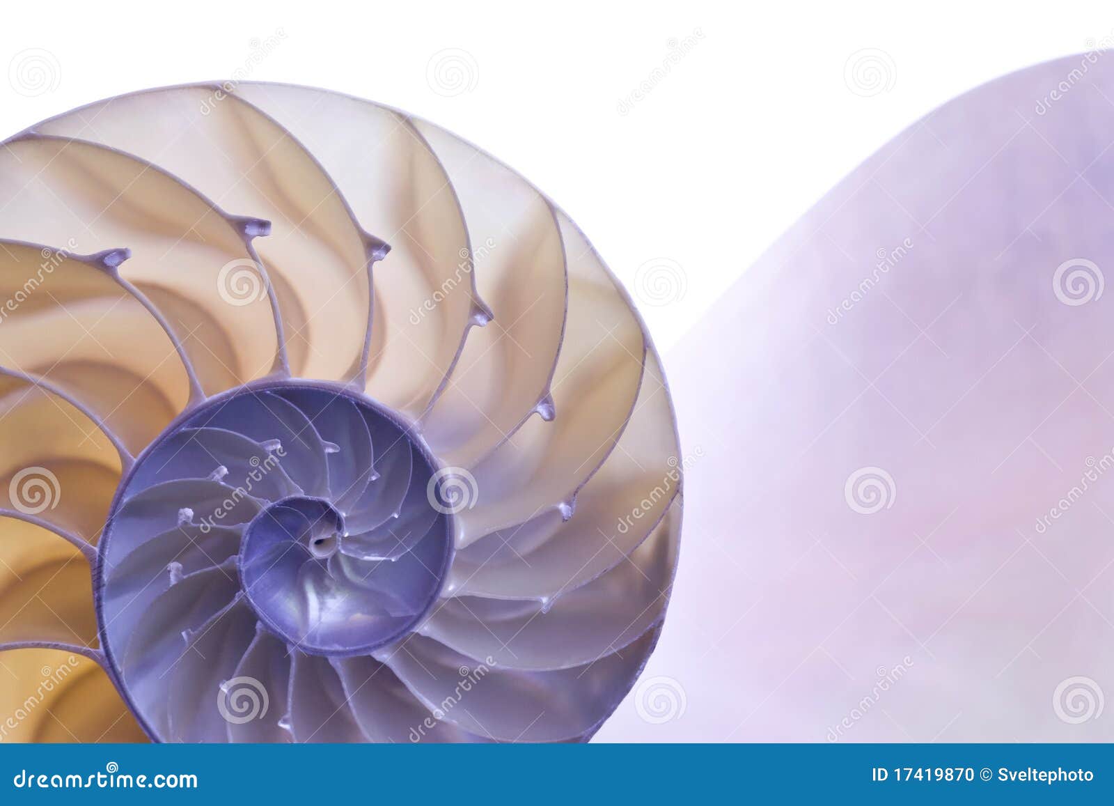 Nautilus stock photo. Image of ocean, macro, nautilus - 17419870