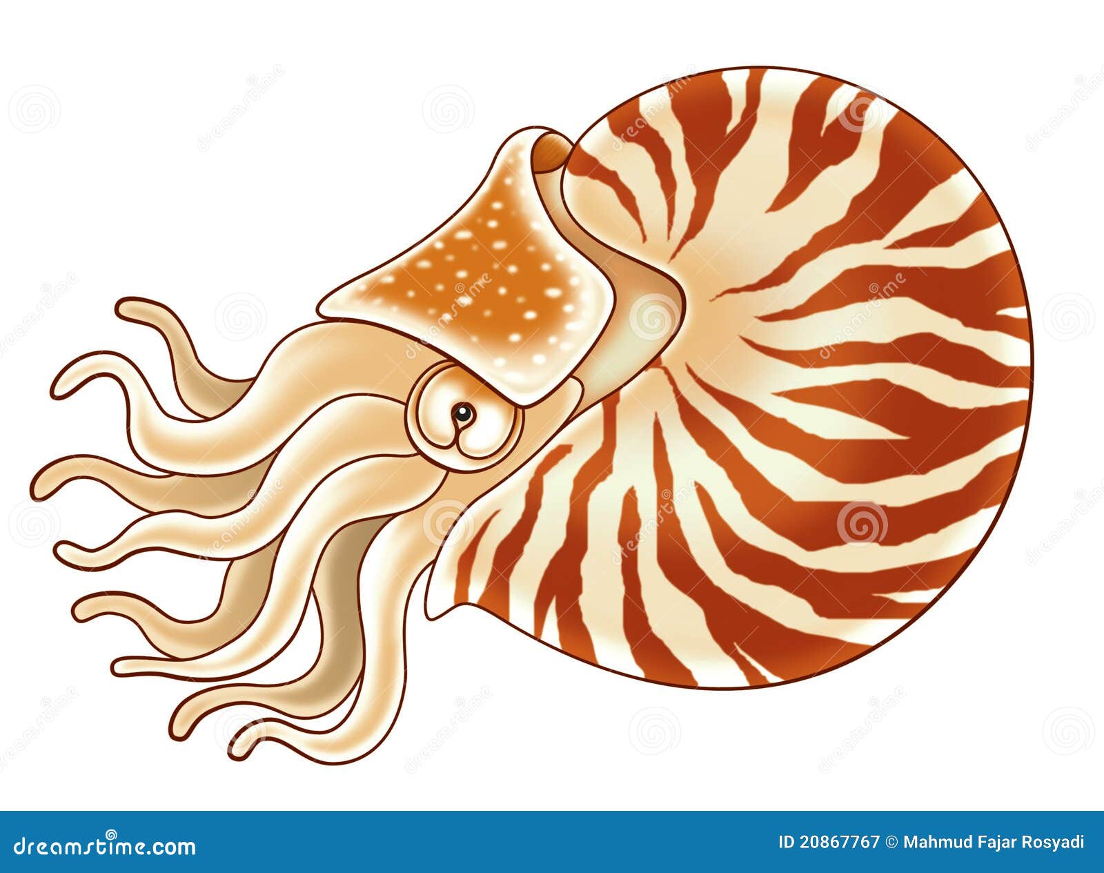 Nautilus stock illustration. Illustration of slippery - 20867767 Nautilus stock illustration. Illustration of slippery - 20867767