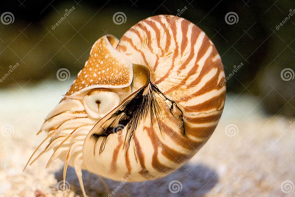 Nautilus stock photo. Image of cephalopod, close, salt - 5359258
